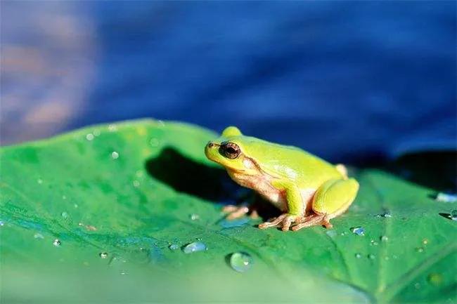 Medical miracle: Broken-legged frogs grow new legs? - iNEWS
