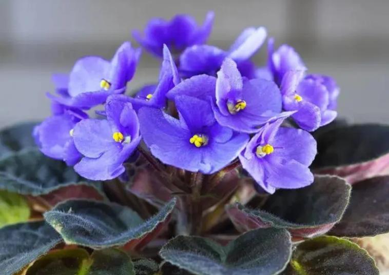 The Beauty of Violets: A Wonderful Garden Exploring Diversity, History ...