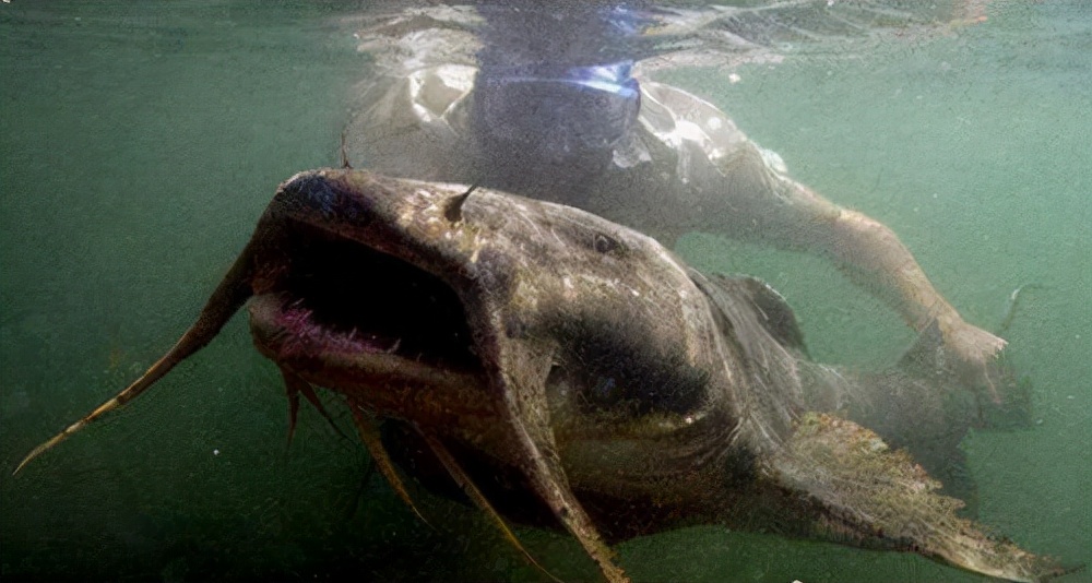 Top 10 most dangerous fish in the world - iNEWS