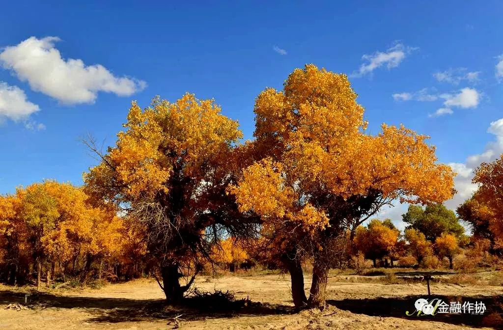 Wang Caixia: Populus euphratica forest with stories - iNEWS