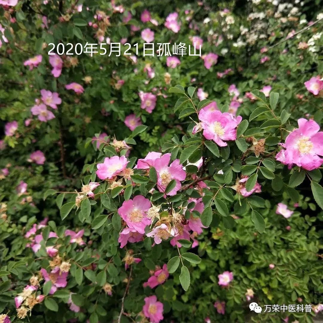 American rose, yellow thorn rose, golden cherry - iNEWS