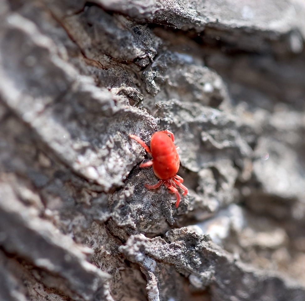 10 Rare Red Animals whose Vibrant Colors Are Unforgettable - iNEWS