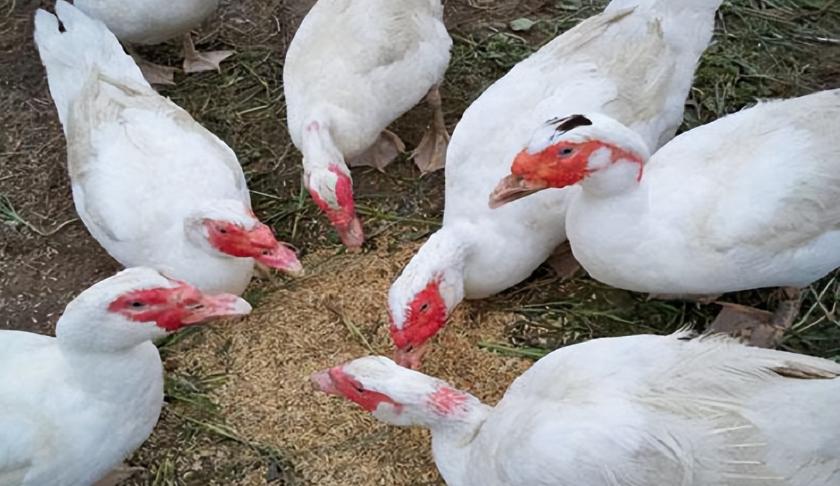 Western ducks with tumors on their faces are more delicious and more ...