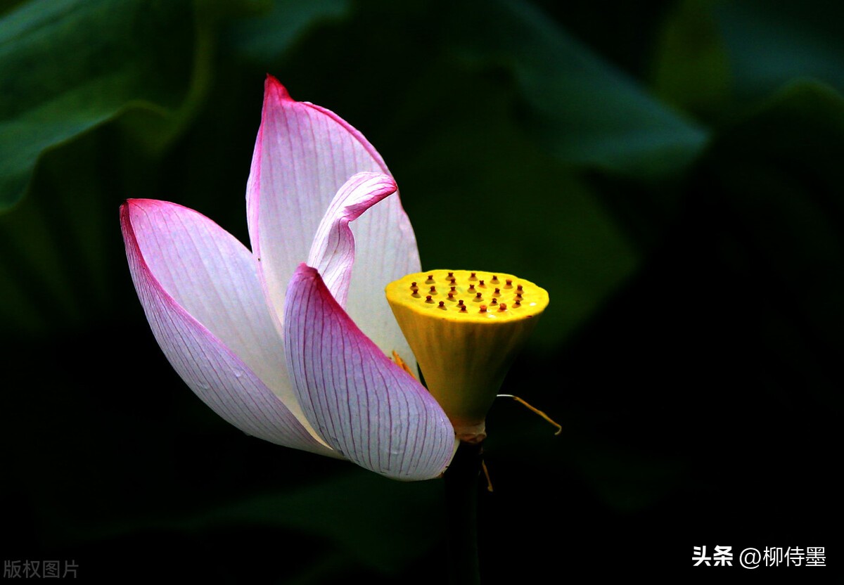 Improve the quality of taking pictures of lotus flowers, learn the ...