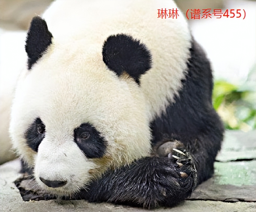 "Runaway Bride" Giant Panda Bai Xue, the Best Prison Breaker in History ...