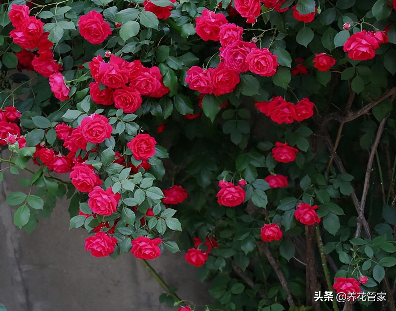 5 kinds of diligent and disease-resistant climbing roses, do you like ...