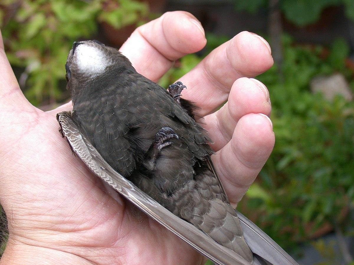Swifts fly for 300 days at a time, how can they drink water?Does it ...