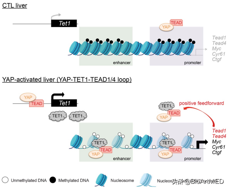 Novel mechanism of Hippo signaling pathway to regulate cell ...