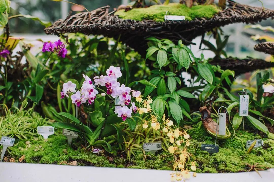 Chenshan Botanical Garden - iNEWS