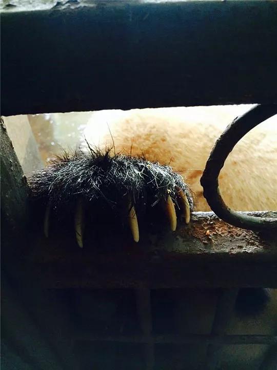 The giant panda, known as the iron-eating beast, is a carnivore that ...