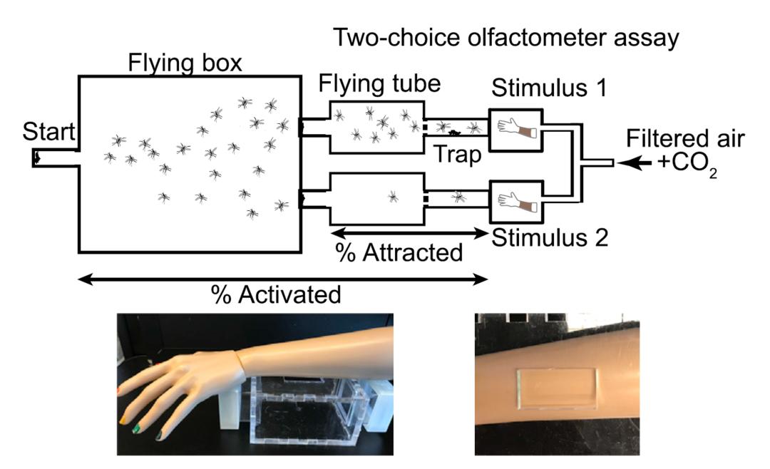 New study finds key molecule in "mosquito-attracting constitution" - iMedia