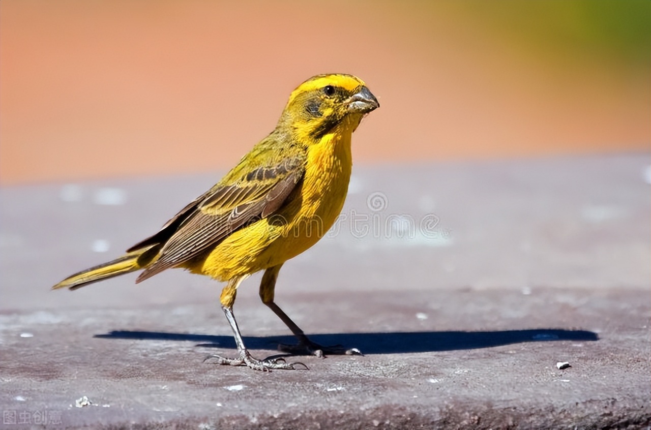 How to choose the best bird at a glance?3 common domestic birds, teach ...