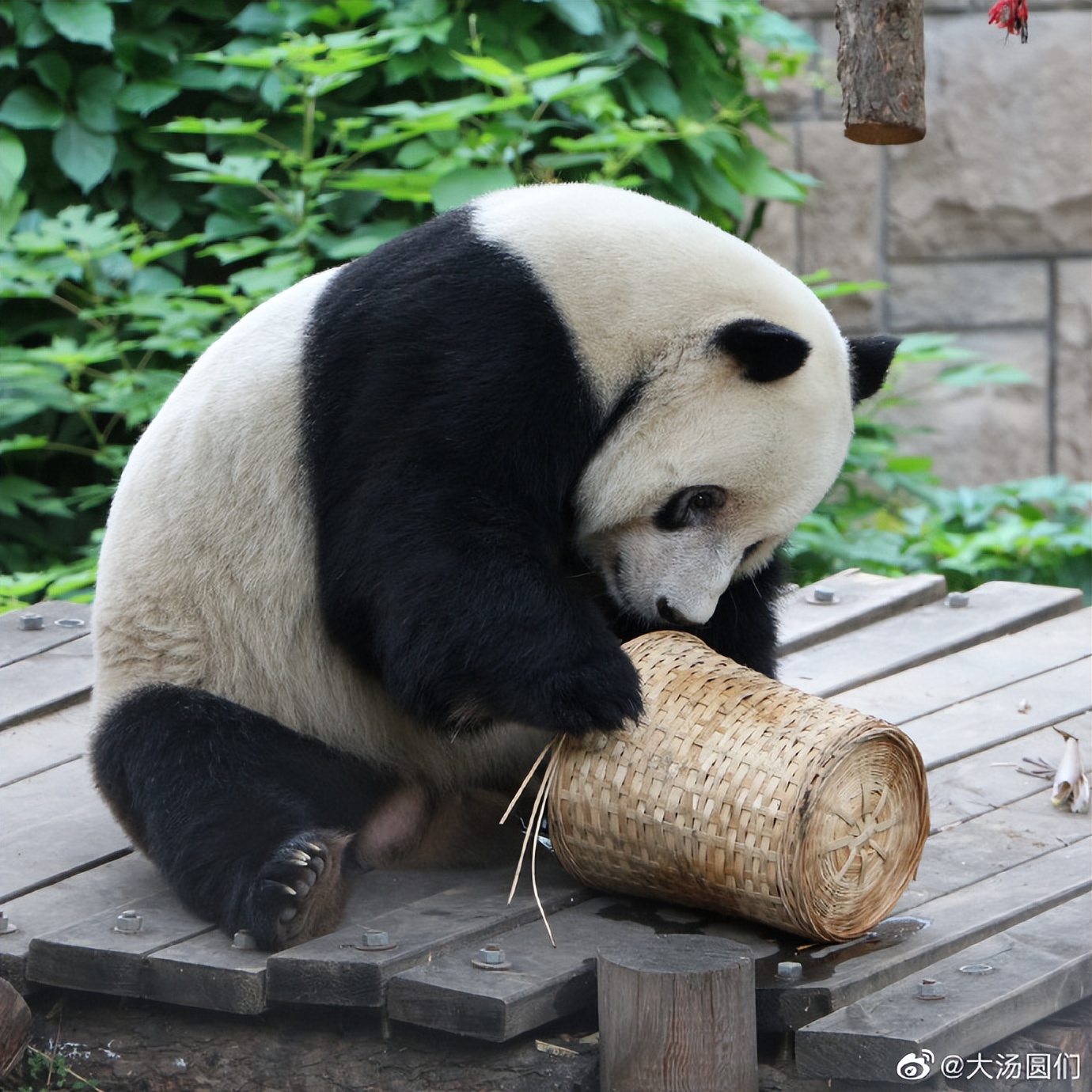 Have you ever seen a panda breaking bamboo with its face? Come and see ...