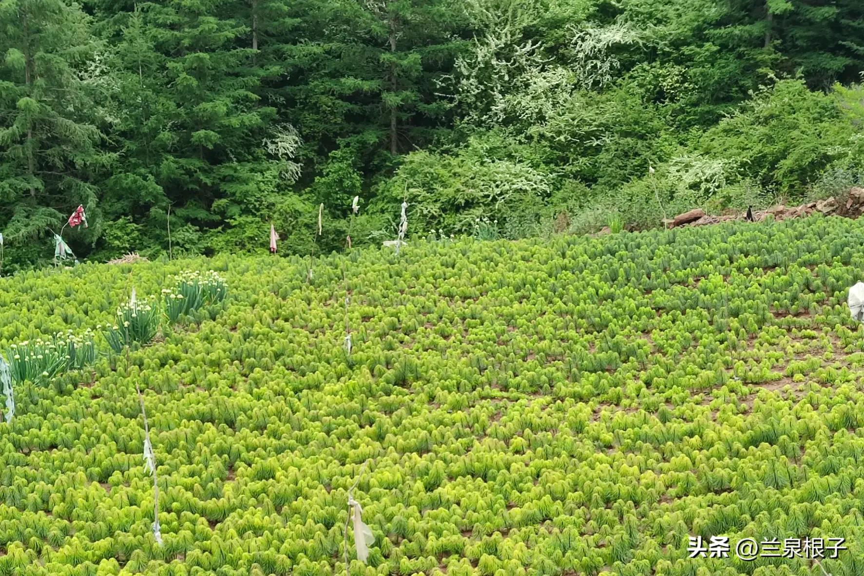 Lanzhou Dajianshan Stone Valley - iNEWS