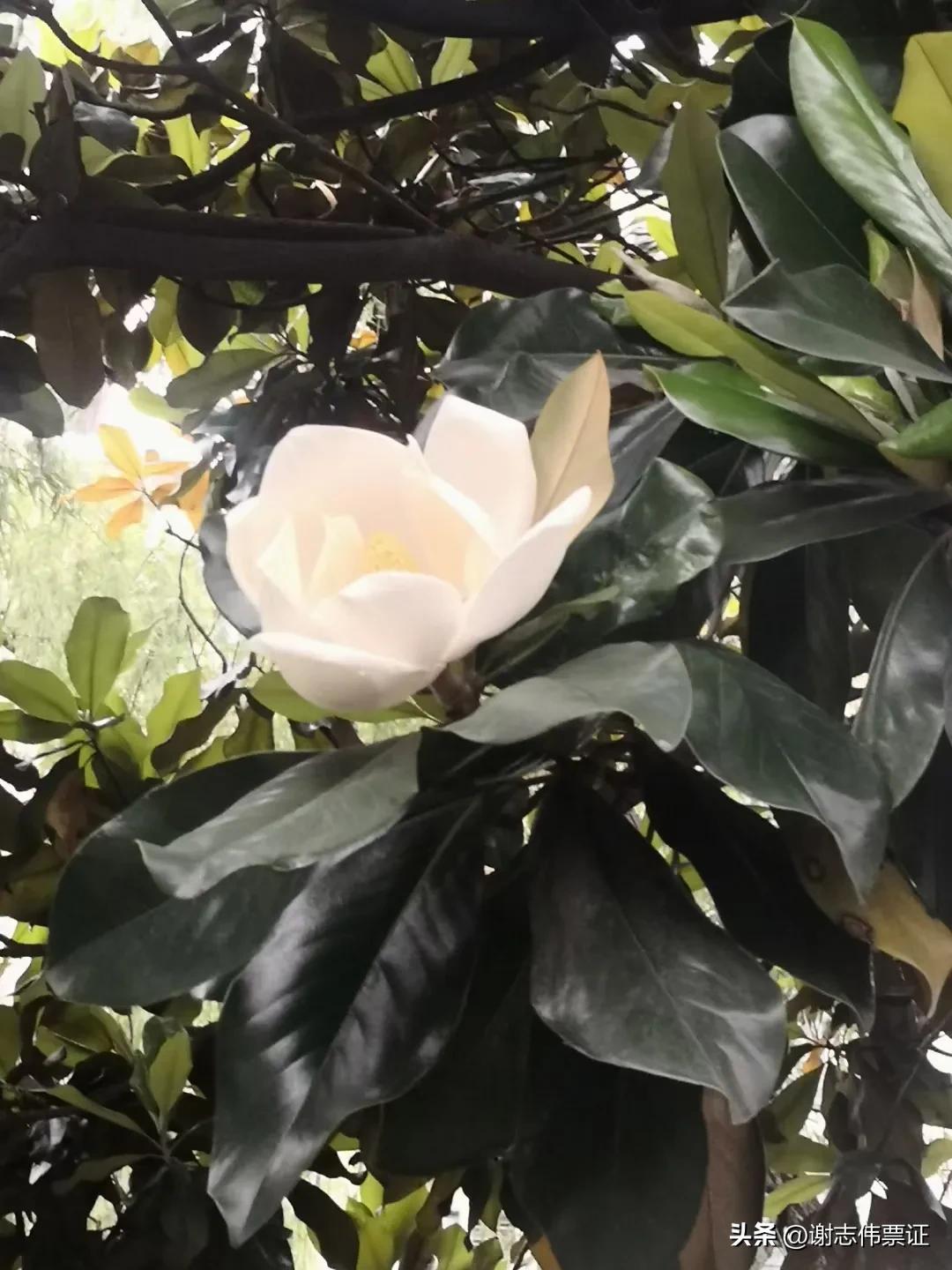 Unique Suzhou style (239) Fragrant lotus and magnolia bloom - iNEWS