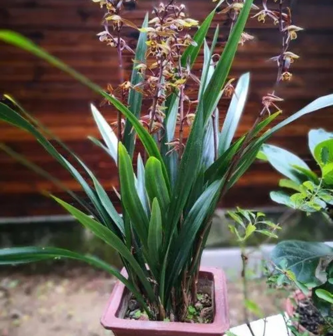 Cultivating molan in winter, do well in 4 aspects, the leaves are shiny ...