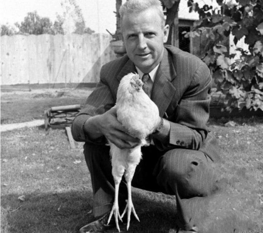Headless Chicken: Beheaded and still live for 18 months, touring the ...