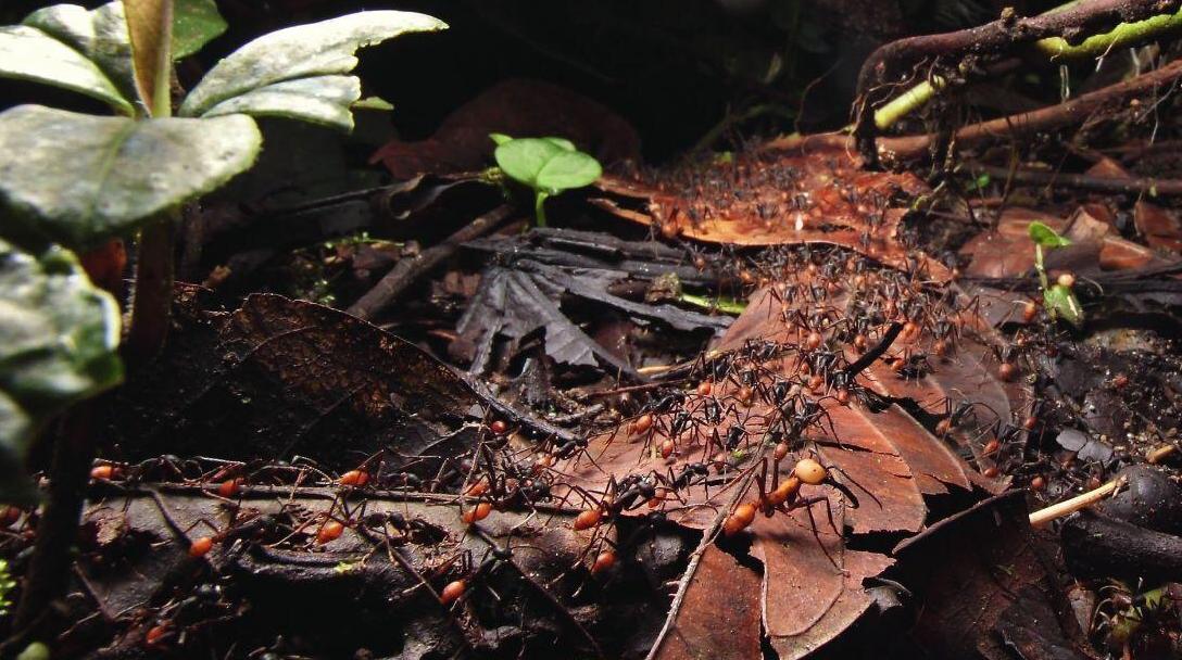 Army ants: How do they organize and collaborate in nature's most ...