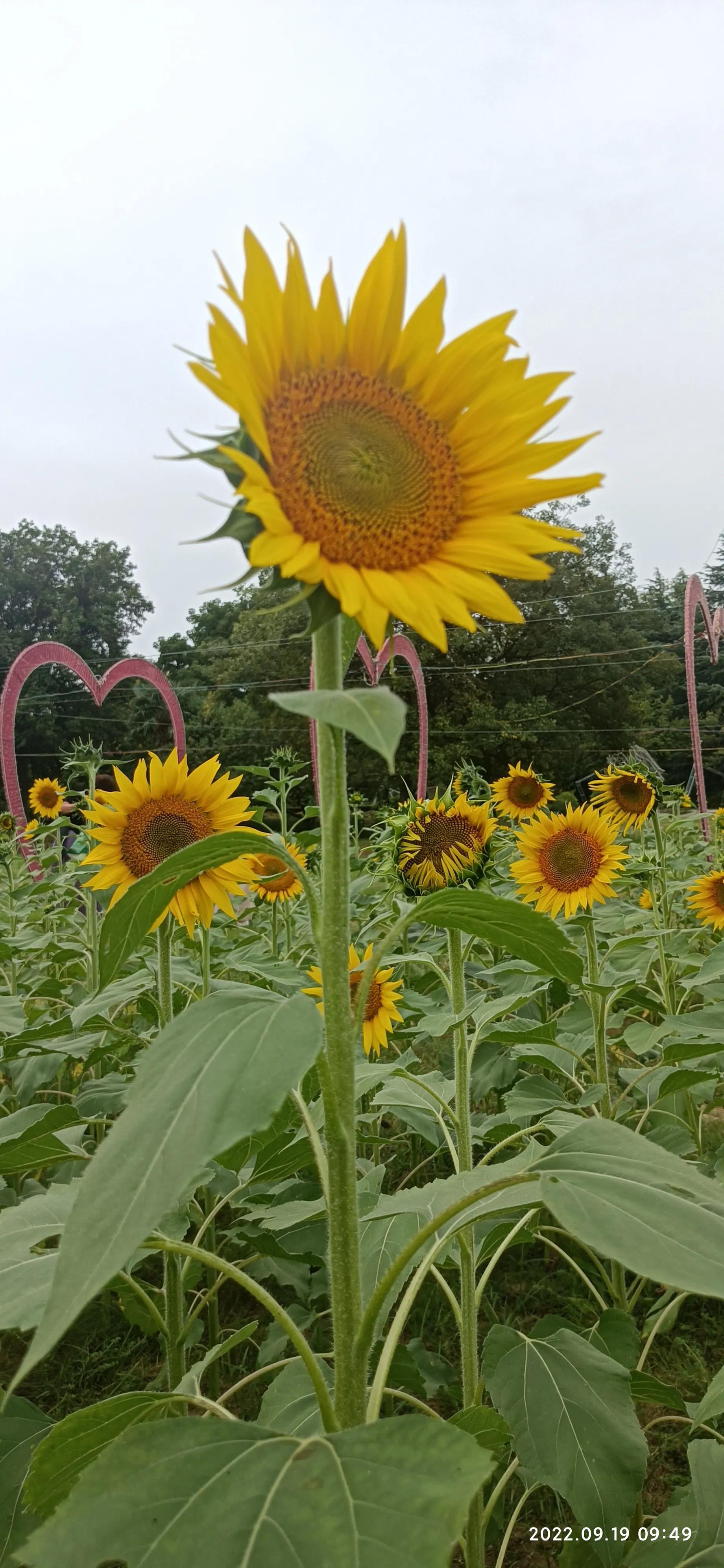 Seven unique sunflowers - iNEWS