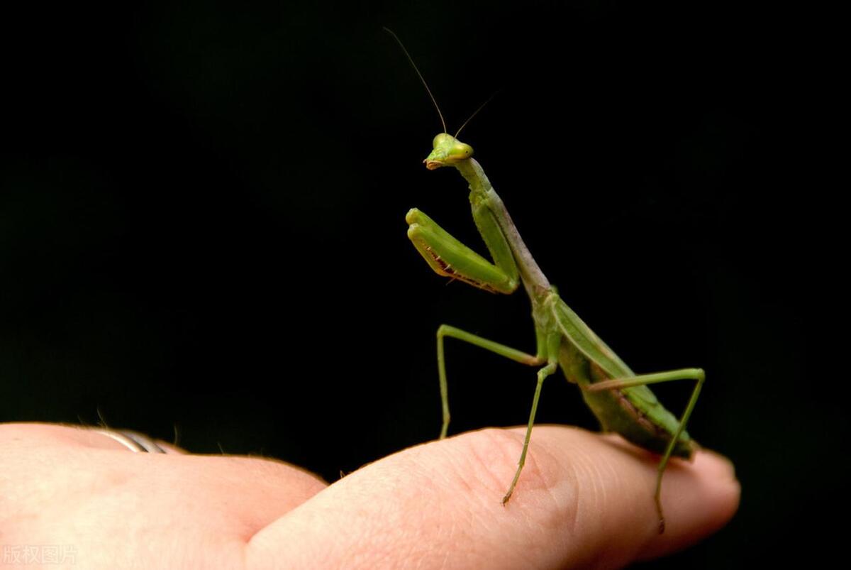 Mantis: Evolved Killer Dance - iMedia