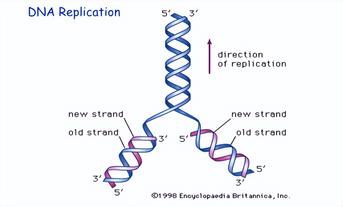 Can RadD participate in the RecA-mediated strand exchange process of ...