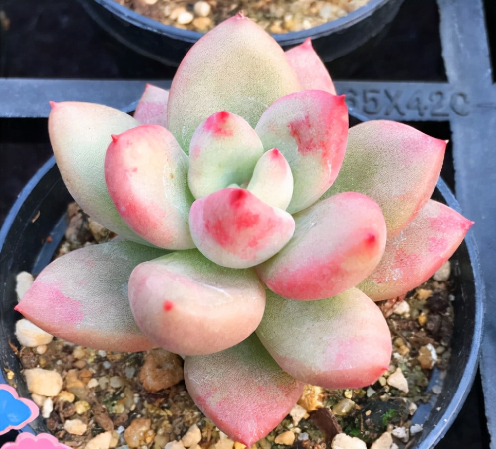 Succulent varieties: Bright, Efang Gong, Peach Egg, Avocado Cheese ...