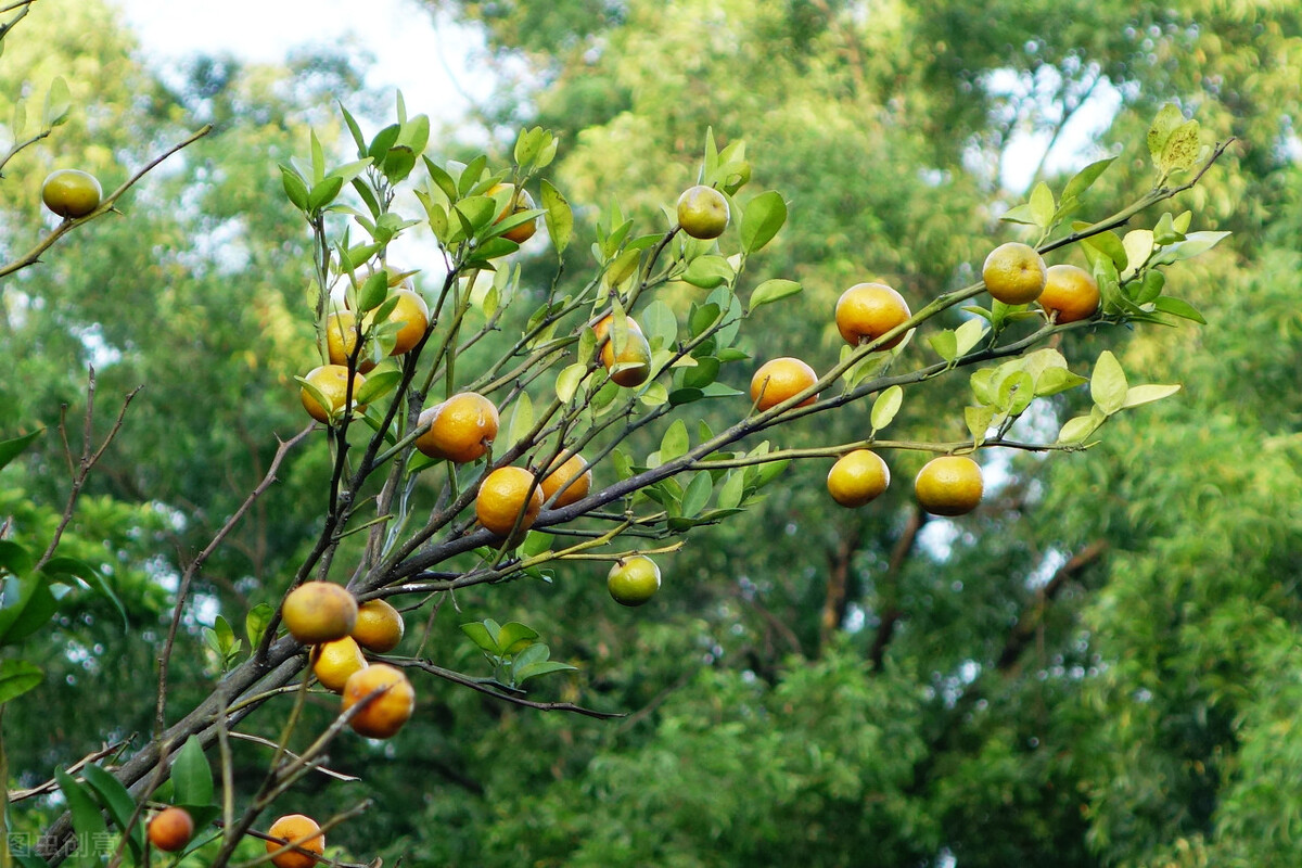 Juice Meeting - Citrus Incomplete Guide to Citrus - iNEWS