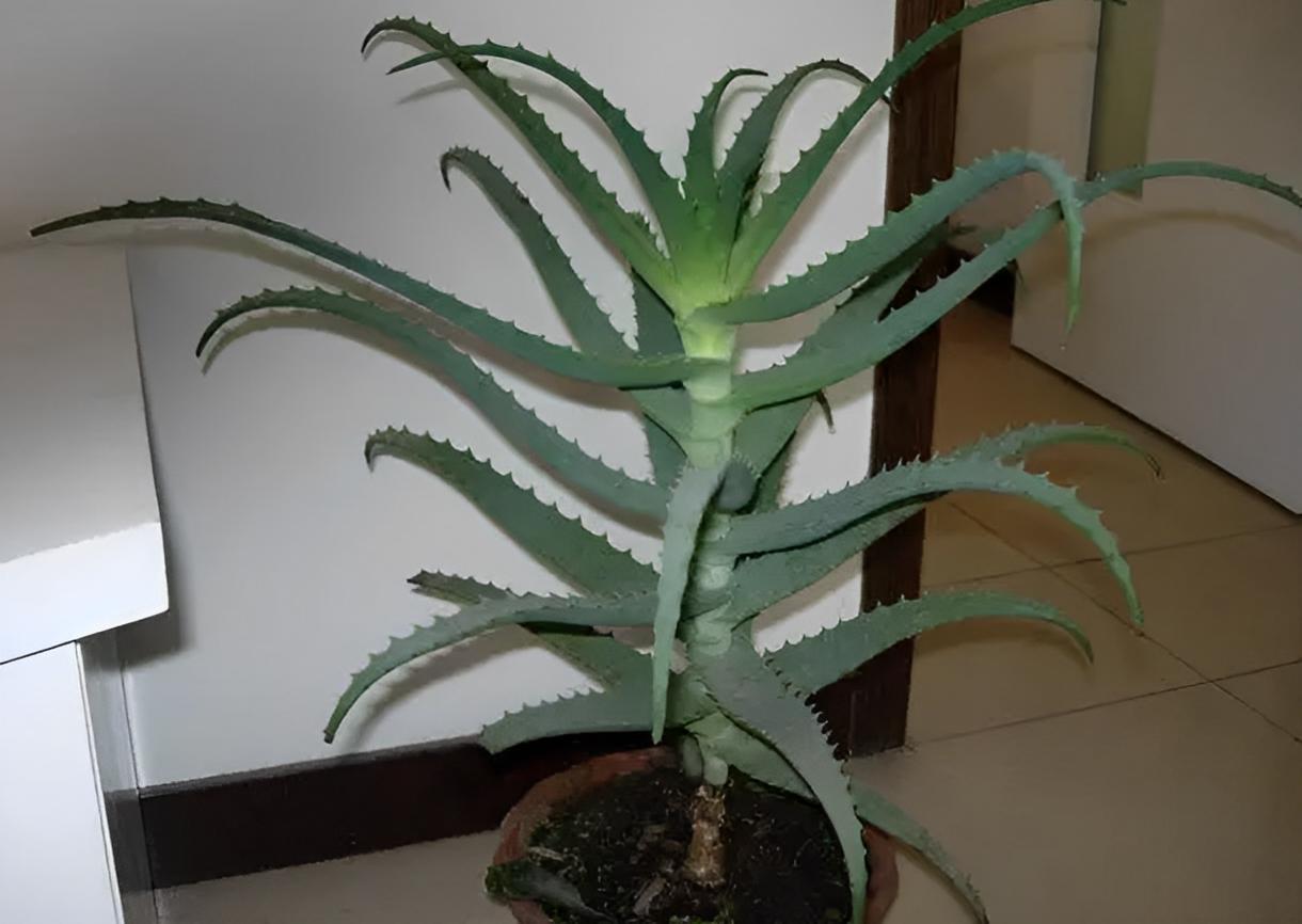 3 kinds of flowers grow into "trees", which can live for 20 years - iNEWS