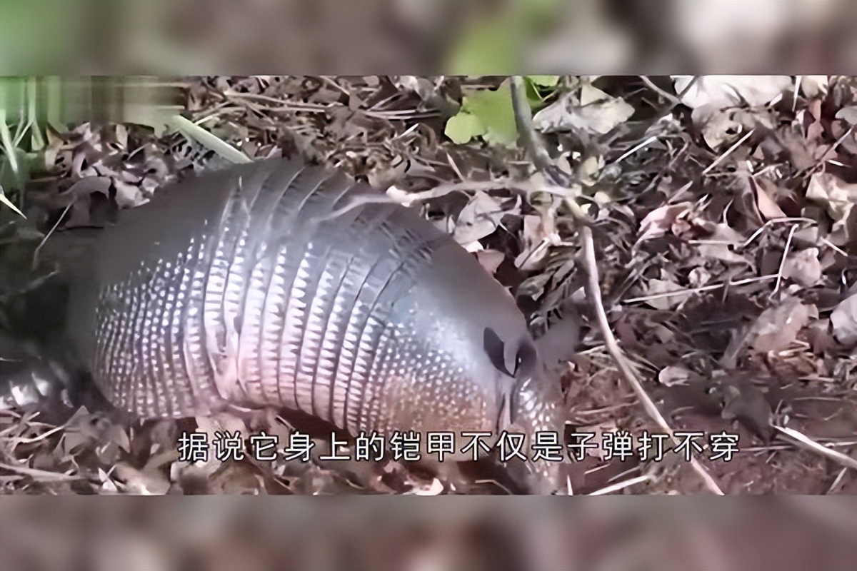 Different animals have life-saving tricks, blood is used as bullets ...