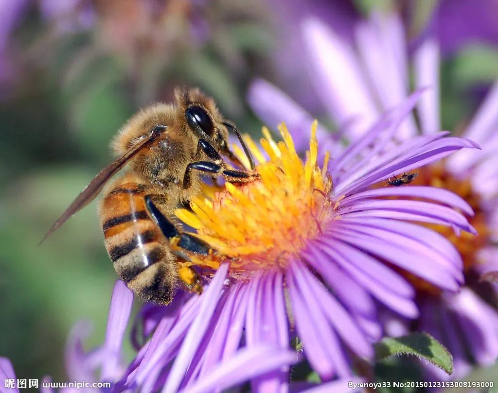 Why do bees die after stinging people? - iNEWS
