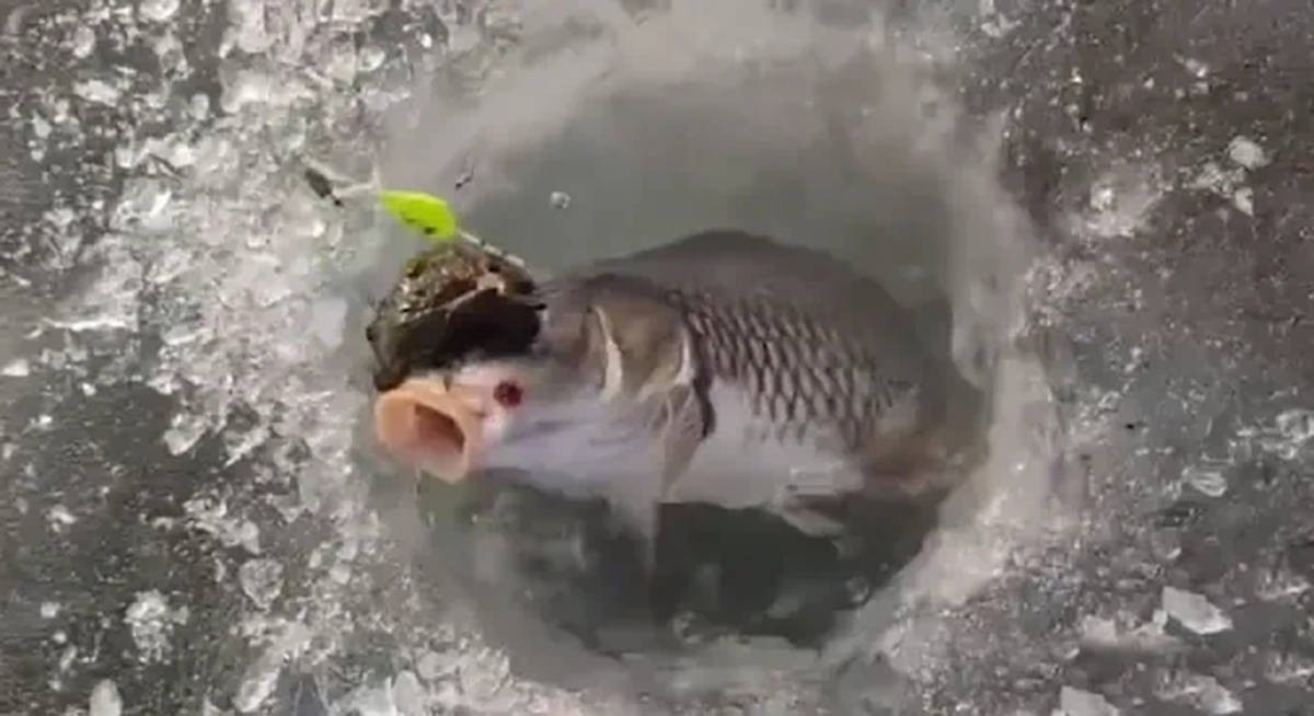 Why did the golden toad hold the carp, and what secret was hidden? - iNEWS