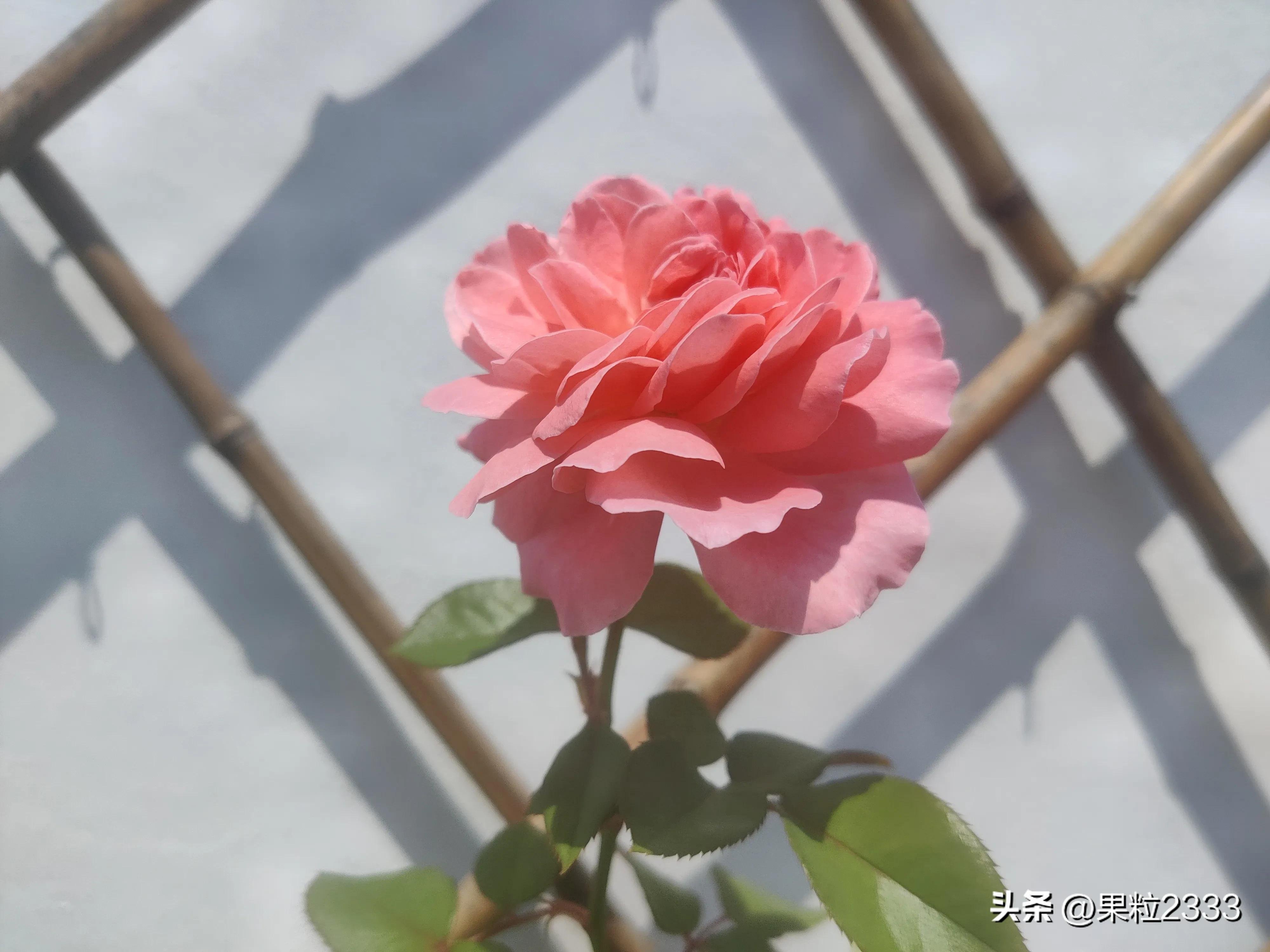 Phoebe Rose Bloom - iNEWS