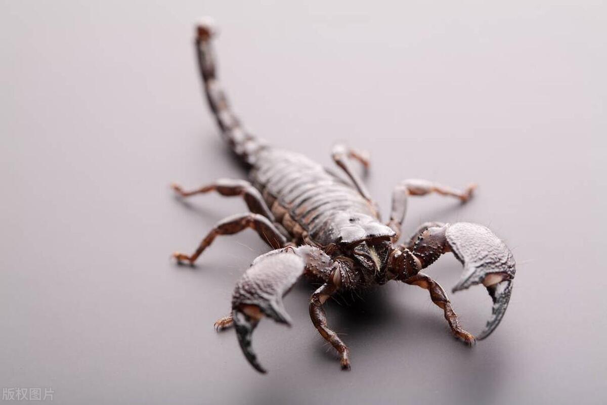 Do scorpions eat locusts? Why do scorpions like to eat locusts, and ...