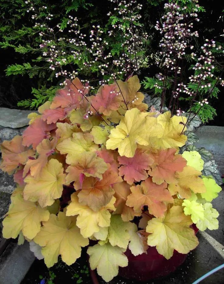 In winter, potted alum roots grow well when they are grown outdoors ...