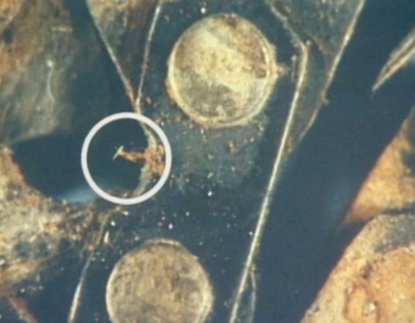 The American version of "Hangzhou Wife Murder Case": The unforgettable ...