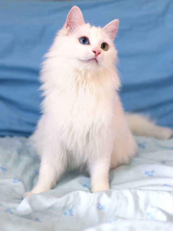 The Linqing lion cat is as good as a puppet. Why are few people raising ...