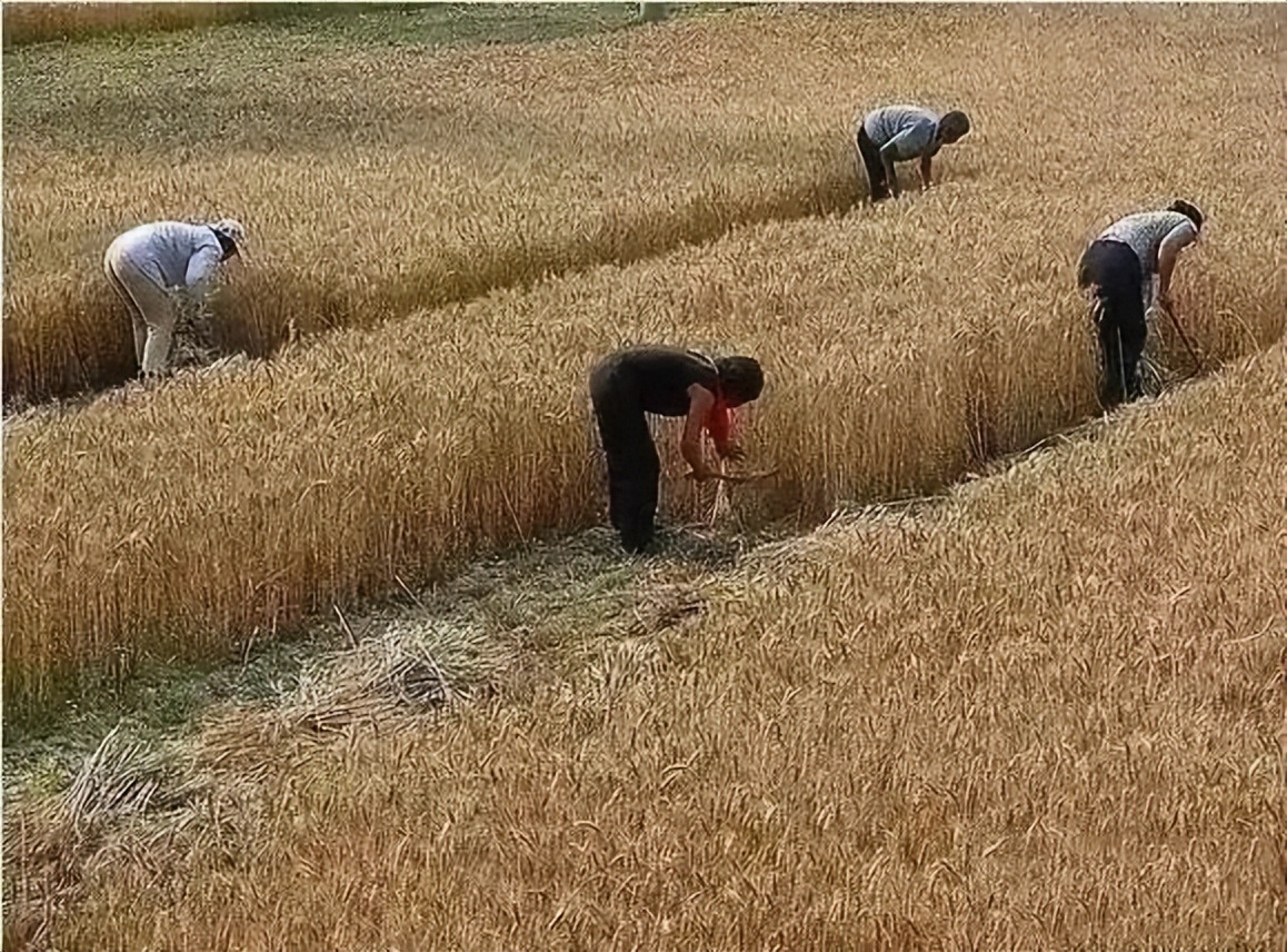 big pot of rice - iNEWS