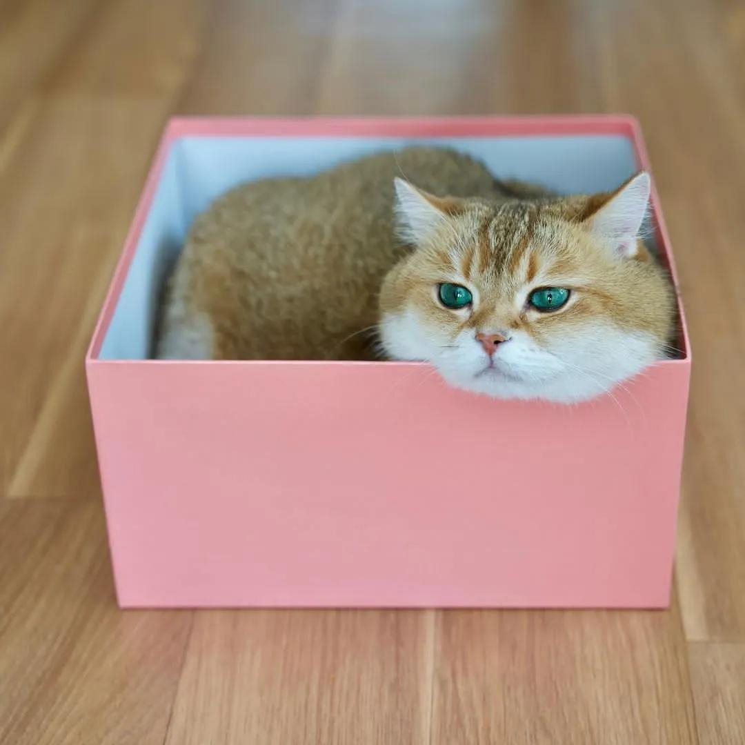 Lazy cute kitten - iNEWS