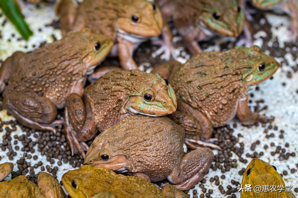 How much is a pound of bullfrog now? - iNEWS