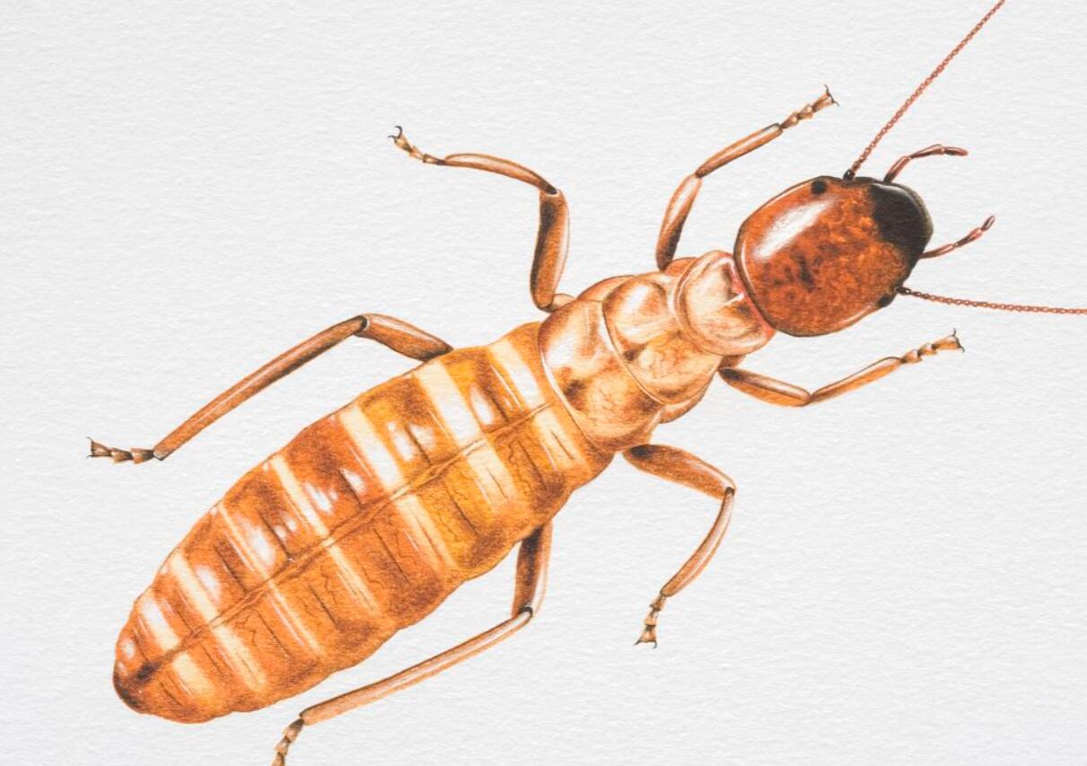 How to deal with termites at home - iNEWS