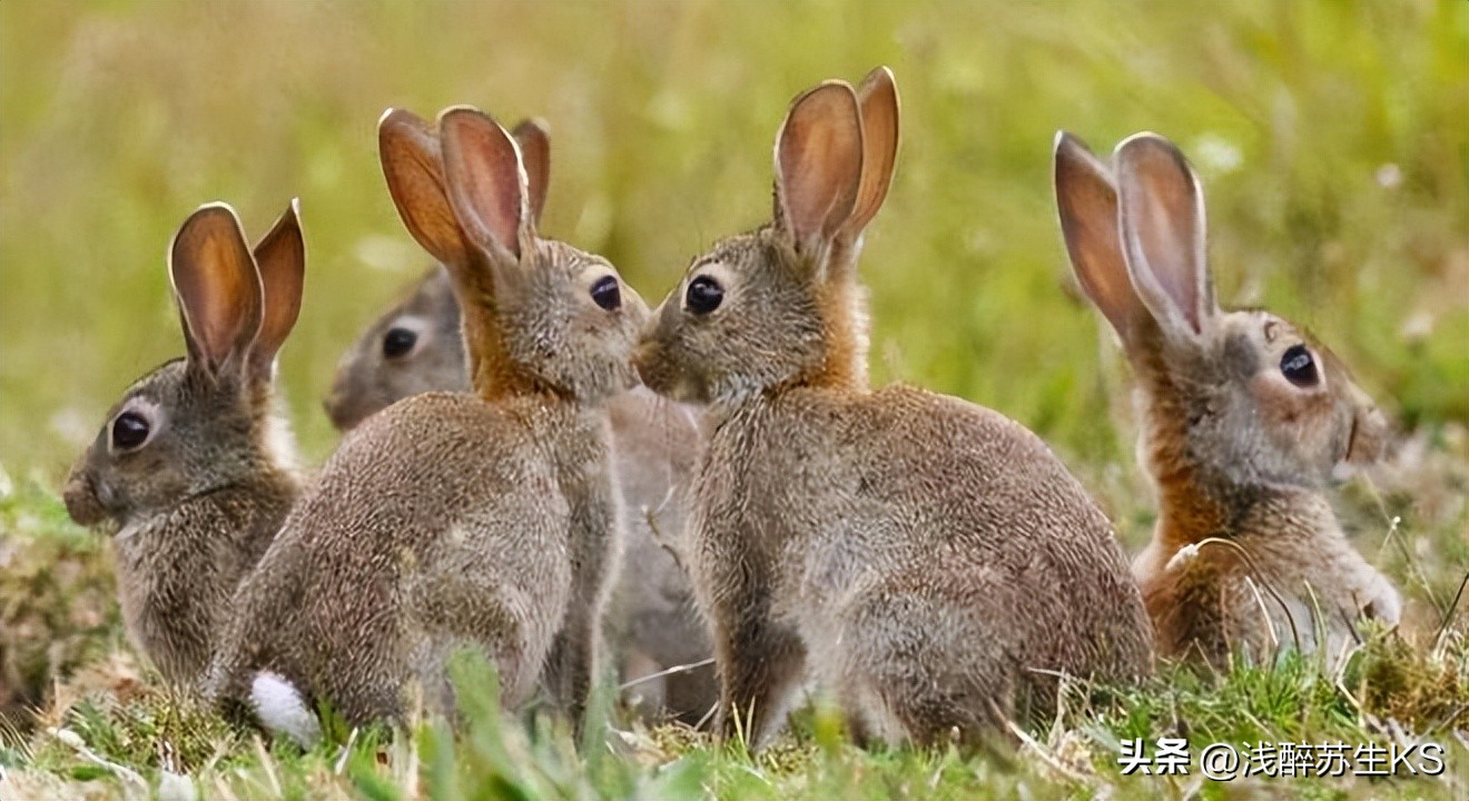 Why can't Australians finish eating hares? Australian hares overrun by ...
