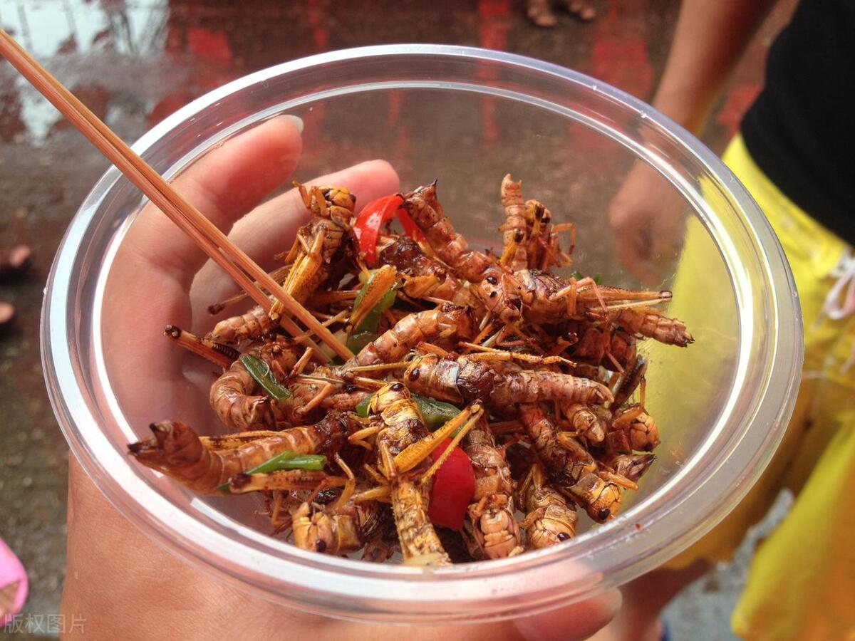 Why aren't insects a main course on our dinner tables? Clearly high ...