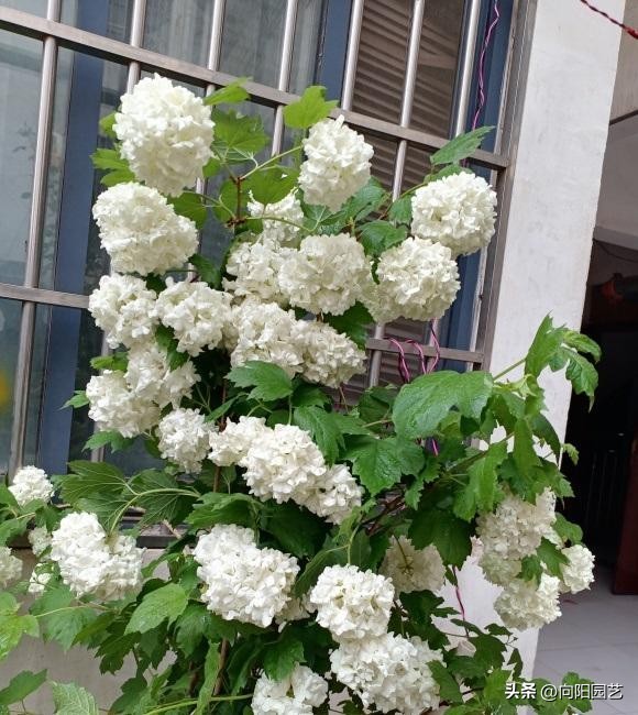 Buy a Chinese wood hydrangea, plant it in the yard, it can last for a ...