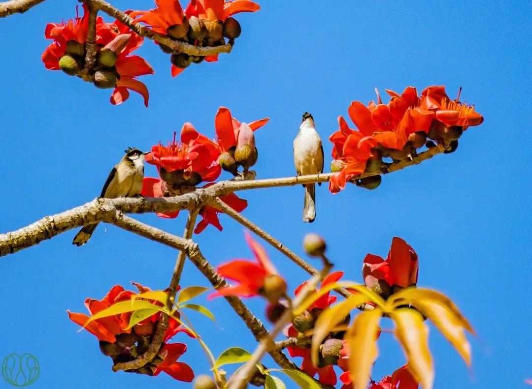 Guangzhou in March is full of flowers and beautiful!Amazing spring, but ...