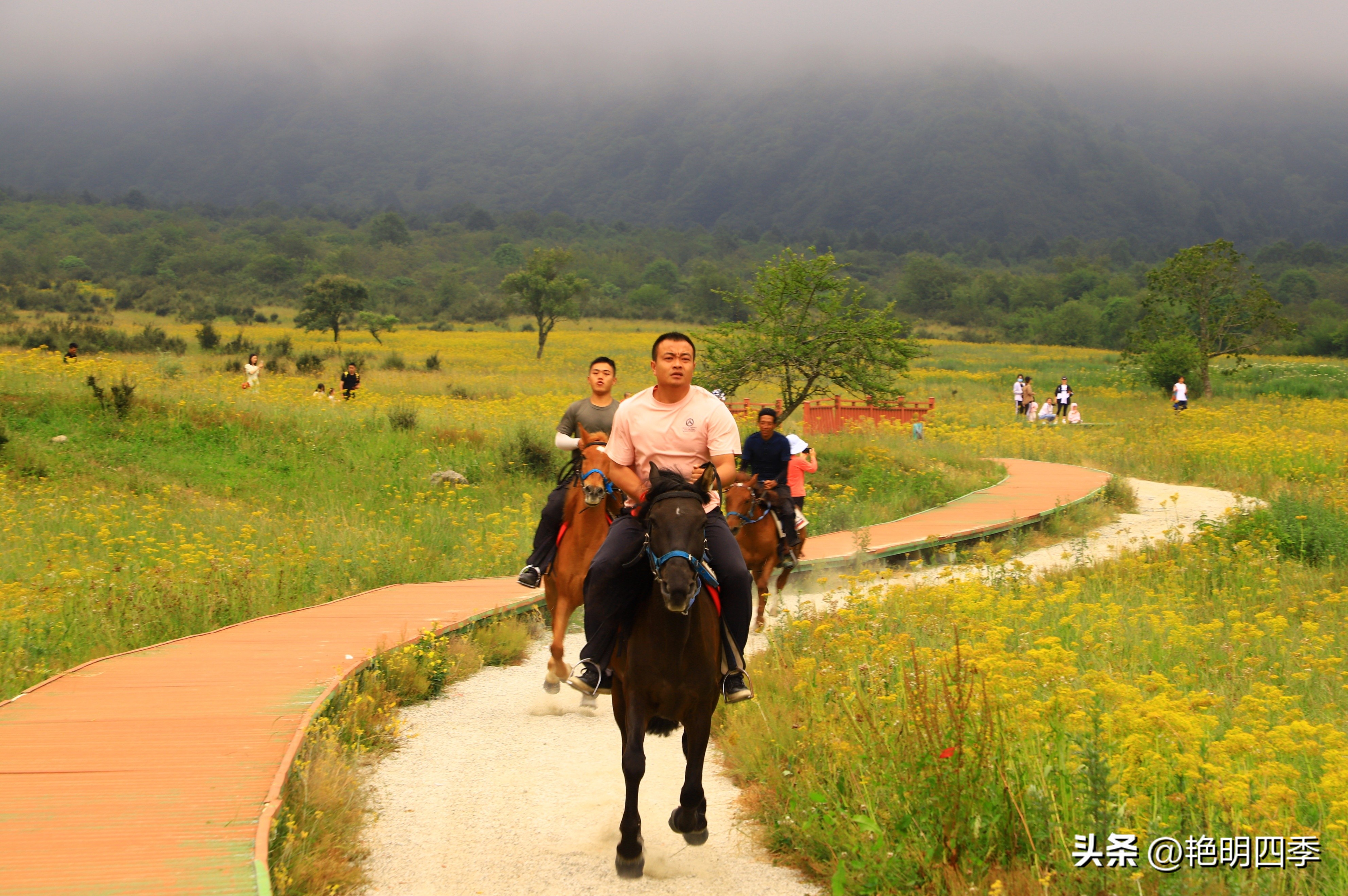 Menghuo City, an alpine meadow blooming with golden flowers - iMedia
