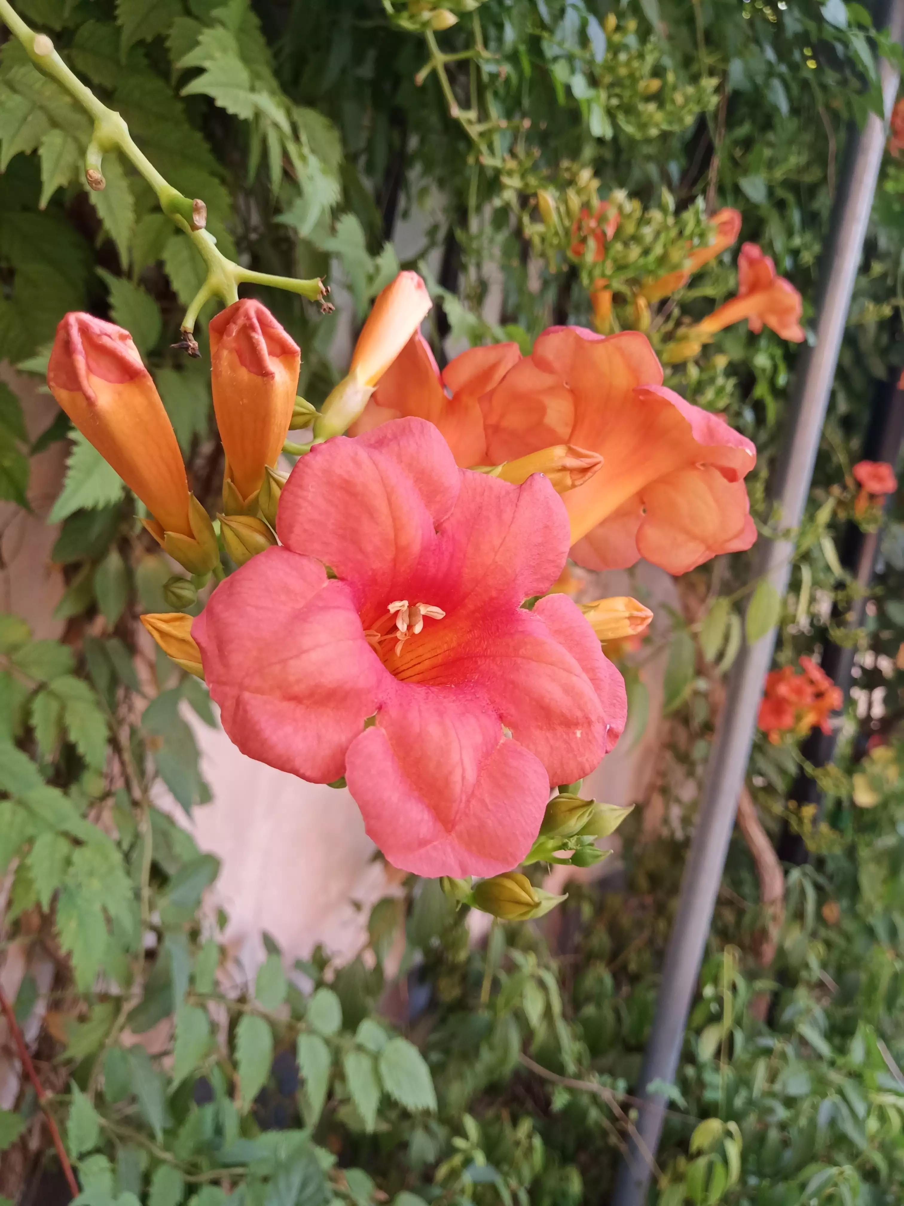 A man of influence in the Western Han Dynasty, Lou Jing - iNEWS