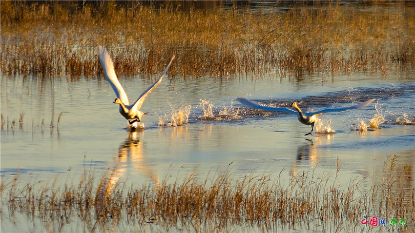 When the migratory birds head south again, the swans flit across the ...