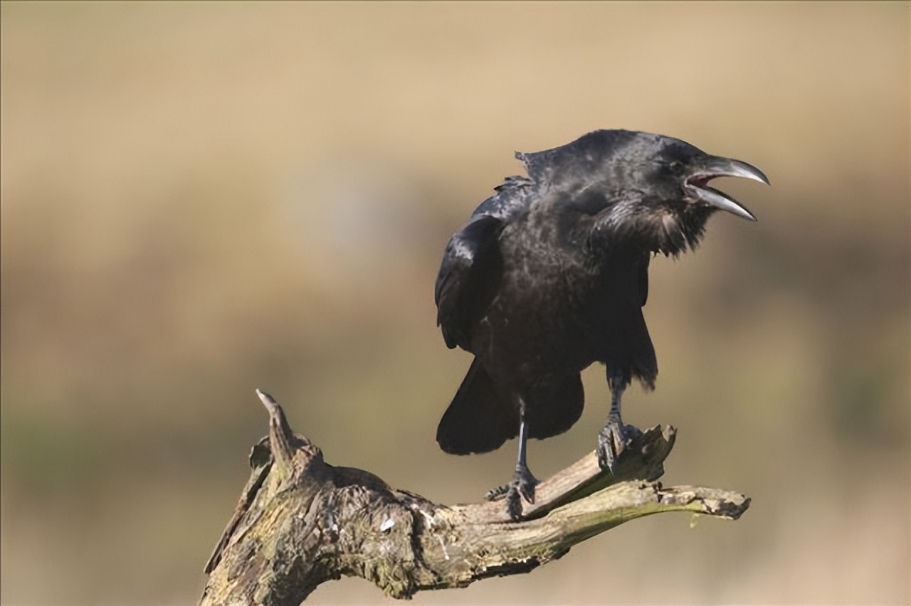 "If you encounter three things when you go out, be careful of disasters ...