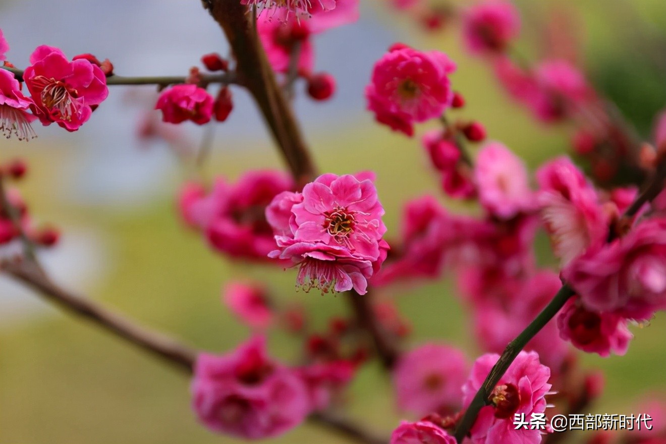 Light up Fengxi in spring - iNEWS