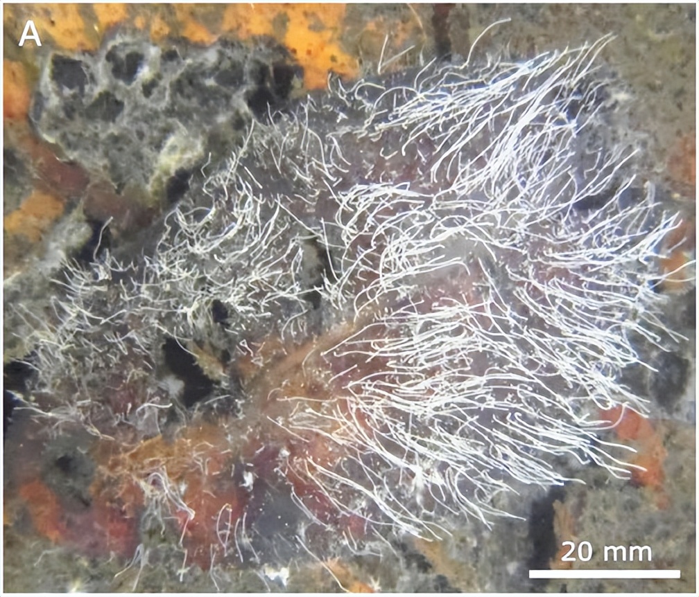 The world's largest bacteria appears to subvert traditional scientific ...